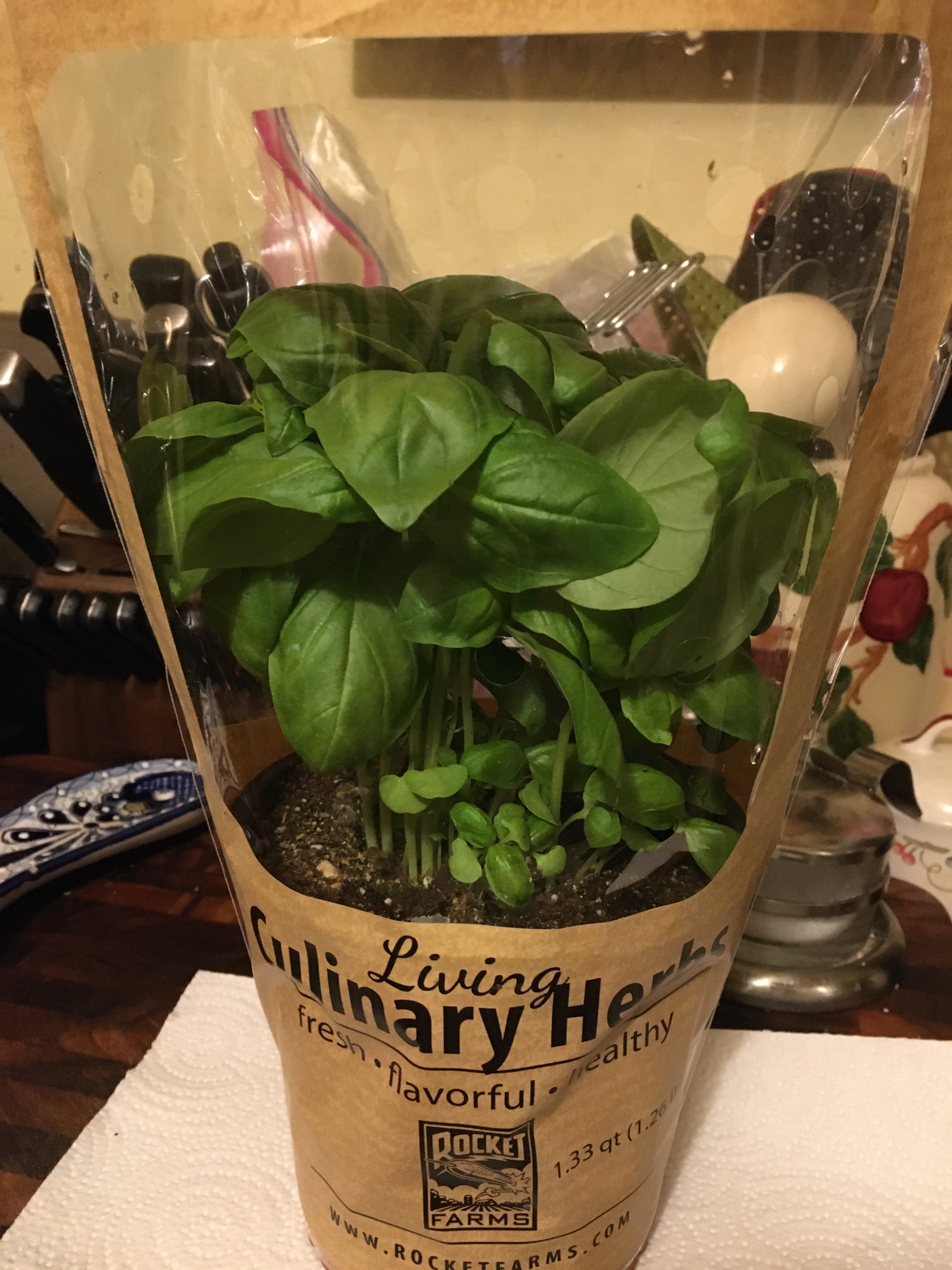 Accidental basil acquisition – The Neanderthal Gardens